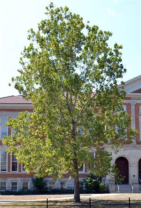 Platanus Occidentalis Purdue Arboretum Explorer