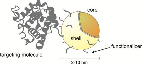 A Schematic Representation Of A Functionalized Core Shell Quantum Dot Download Scientific