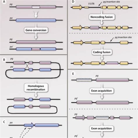 Types Of Pseudogenes A Nonprocessed Pseudogenes Derive From Gene Download Scientific Diagram