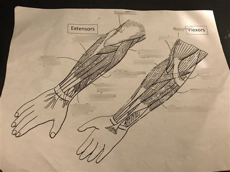 Arm Diagram Diagram Quizlet