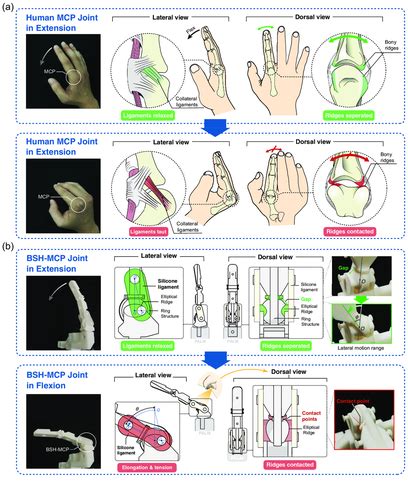 Metacarpophalangeal Joint Flexion
