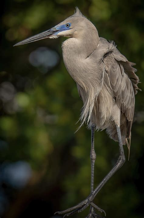Daniel Great Blue Heron × Great Egret Hybrid Is A Very Rare And