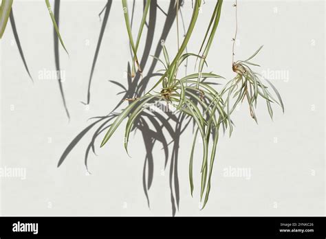 Hanging Plantlets With Variegated Leaves Of The Chlorophytum Comosum