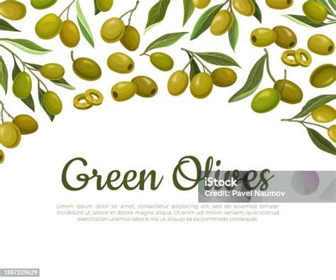 녹색 올리브 배너 템플릿 유기농 올리브 오일 천연 화장품 건강 관리 제품 포장 광고 벡터 일러스트레이션 0명에 대한 스톡 벡터