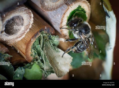 A Female Leafcutter Bee Megachile Centuncularis Building A Nest In A