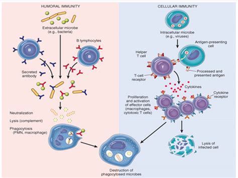 Adaptive Immunity Flashcards Quizlet