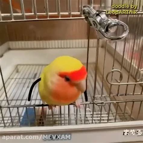 کوتوله کت شلواری پوش