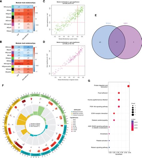 A The Correlation Between Gene Module Eigengene And Phenotype In The