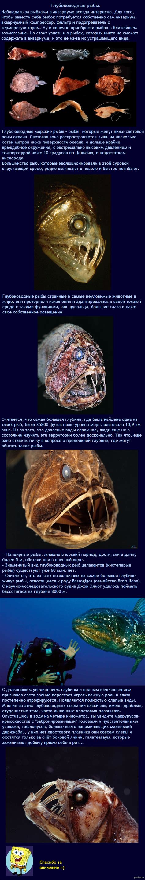 Кто обитает на дне океана Пикабу