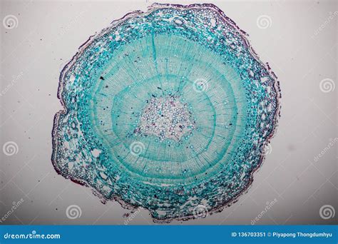 Monocot Root Cross Section Slide View Under Microscope For Botany