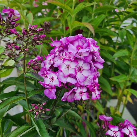 Phlox Paniculata Sweet Summer Fantasy Find Haveplanter