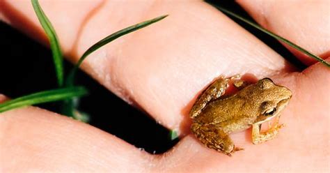 Tiny Tiny Frog Imgur