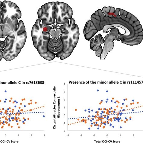 Neurogenetics Of Localdistant Attractor Connectivity Associated With Download Scientific