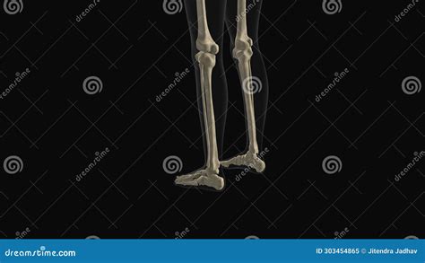 Leg Tibia Fibula Foot Ankle Skeleton Human Side View Set Of