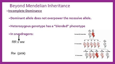 COMPLEX PATTERNS OF INHERITANCE Exceptions To Mendels Laws