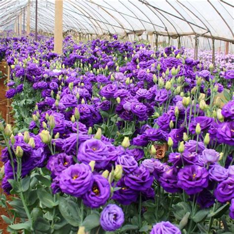 Platycodon Grandiflorum Flower Seeds Are Easy To Plant Indoor And Outdoor Flowering Seeds
