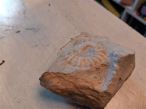 Identification Fossile Demandes D Identification De Fossiles Géoforum