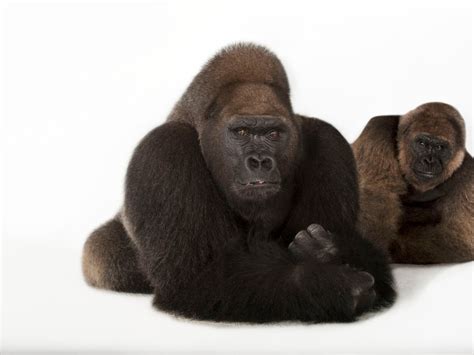 How Do Gorillas Mate