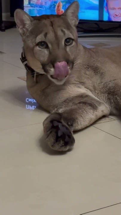 С презрением смотрит😂 Youtube