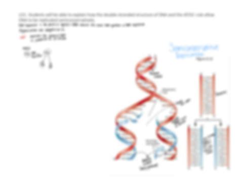 SOLUTION Dna Replication Note Taking Handout Studypool