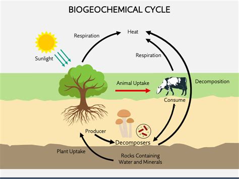 Sulphur Cycle Ppt