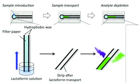 Scheme Of Detecting Process Of Distance Based Microfluidic Paper Device Download Scientific