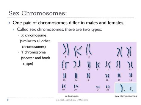 Human Chromosome And Karyotyping Ppt Download