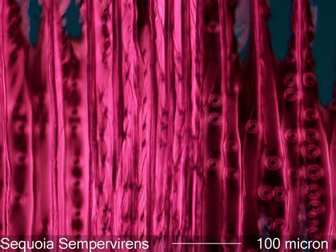 Sequoia Sempervirens Sequoia Radial Section