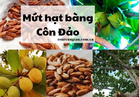 Mứt Hạt Bàng Côn Đảo Đặc Sản Thơm Ngon Của Vùng đất Tâm Linh Tour Vũng Tàu 2 Ngày 1 đêm