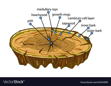 The Anatomy Of A Tree Diagram Understanding The Layers