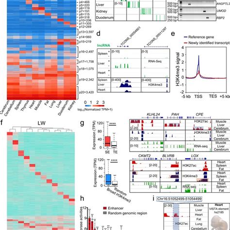 3d Structure And Regulation Of Cis Regulatory Elements A Atac Seq Download Scientific Diagram
