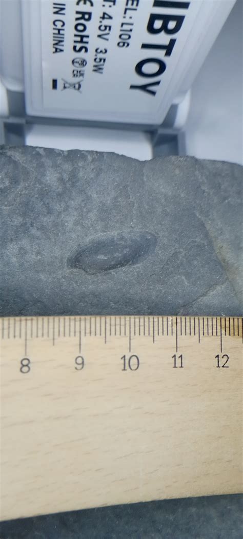 Carbonian Shellfish Fossil Id The Fossil Forum