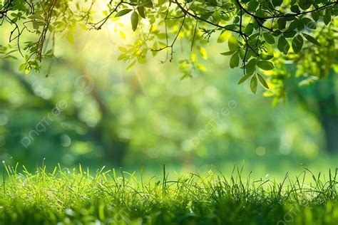 Spring Grass