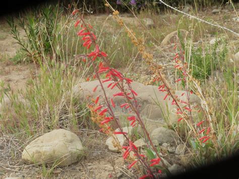 Penstemon Centranthifolius Matilija Nursery