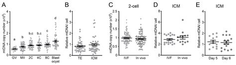 Dynamics Of Mitochondrial Dna Copy Number And Membrane Potential In Mouse Pre Implantation