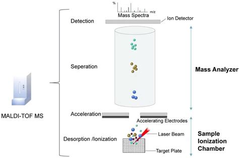 Unlocking Precision In Spatial Metabolomics Essential Detection Parameters For Cutting Edge