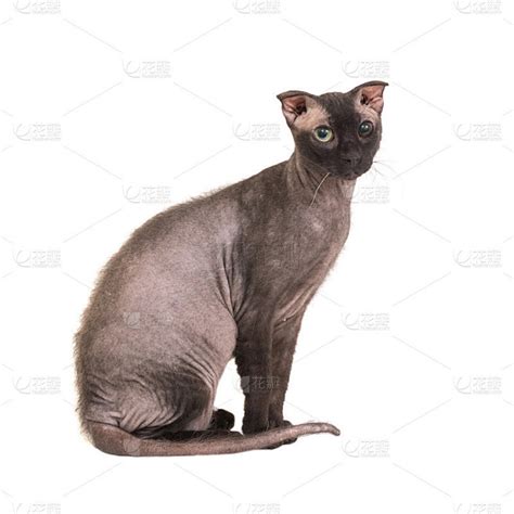 黑色纯种斯芬克斯猫