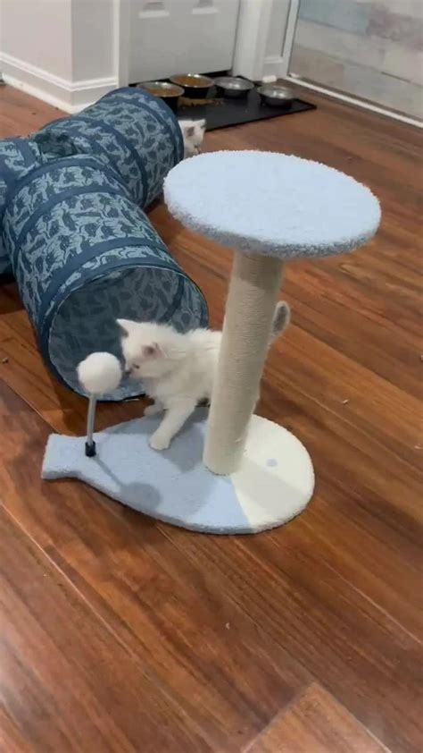 The Kittens Have Entered Their Chaos Era Album On Imgur