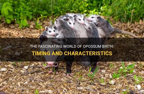 The Fascinating World Of Opossum Birth Timing And Characteristics