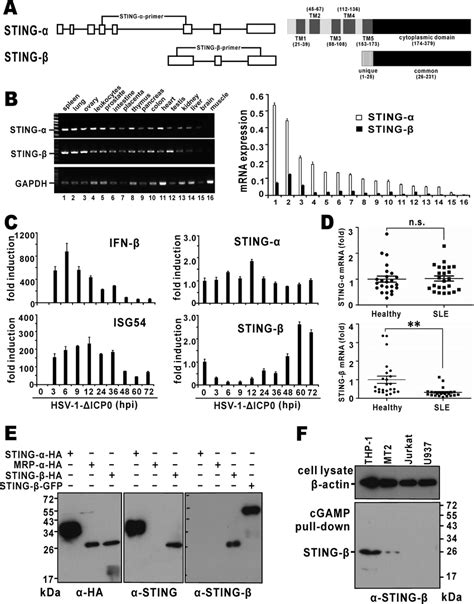 Expression Of Sting Mrna And Protein A Genome And Domain Structure Download Scientific
