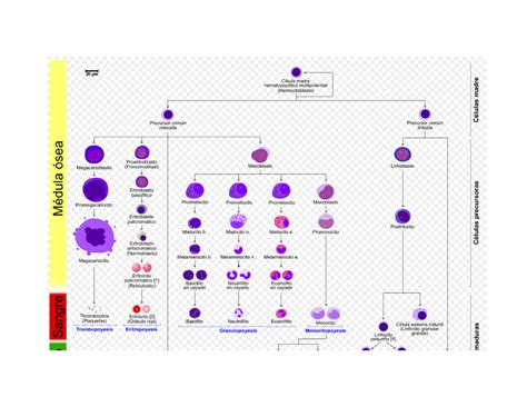 Hematopoyesis20imagen Hematología I Studocu