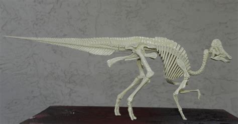 Hypacrosaurus Skeleton
