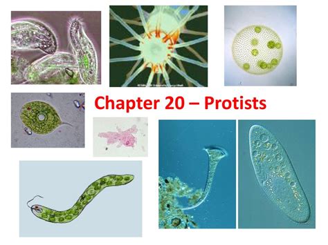 Protists Examples