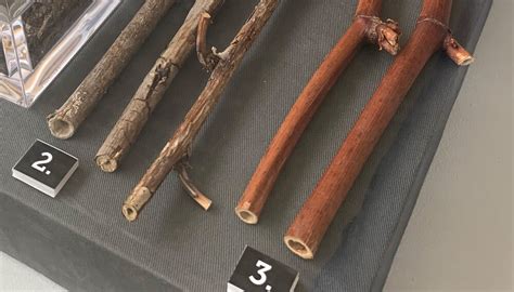 Bee Nesting — Museum Of The Earth