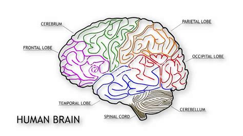 Diagram Of Human Brain Lobes Cerebellum And Brain Stem Cerebellum