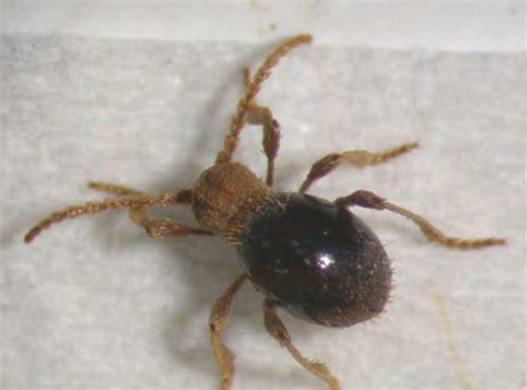 Spider Beetle Insect Id