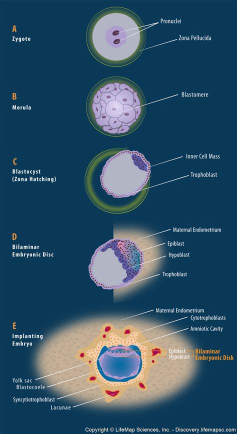 Blastocyst Development
