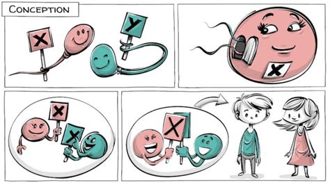 Sex Differences Sprouts Learning Videos Social Sciences