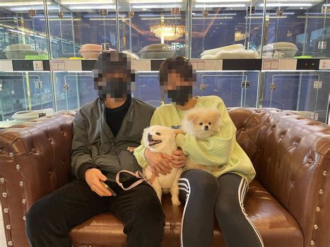 잠실 2022 0017 포메라니안 마리 책임분양 샴입양 셀커크렉스입양 스코티쉬폴드입양 스핑크스입양 아메리칸숏헤어입양 아비시니안입양 터키시앙고라입양 페르시안입양 애완견입양