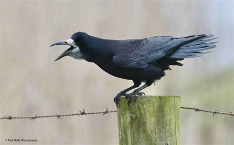 Rook 0125  Birdforum